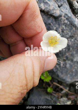 Small-flower Anemone (Anemone parviflora Stock Photo - Alamy