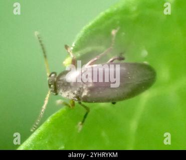False Flower Beetles (Scraptiidae Stock Photo - Alamy