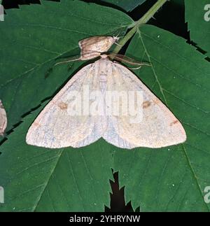 Sulphur Moth (Hesperumia sulphuraria Stock Photo - Alamy