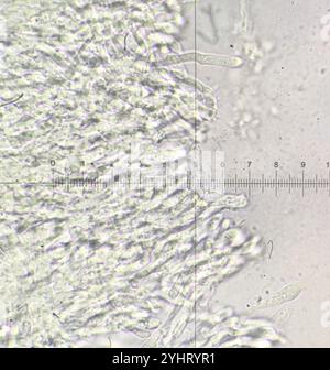 Trainwrecker (Neolentinus lepideus Stock Photo - Alamy