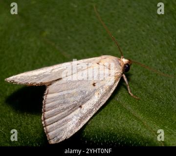 Black-bordered Lemon Moth (Marimatha nigrofimbria Stock Photo - Alamy