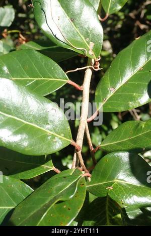 White Pear (Apodytes dimidiata Stock Photo - Alamy