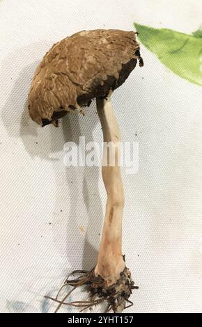 Pineapple Bolete (Boletellus ananas Stock Photo - Alamy