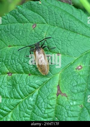 Rough-haired Lagria Beetle (Lagria hirta Stock Photo - Alamy