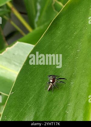 Garden Jumping Spiders (Opisthoncus Stock Photo - Alamy