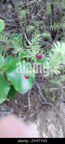 Prickly mingimingi (Leptecophylla juniperina Stock Photo - Alamy