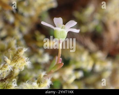 Narrow-leaved Montia (Montia linearis Stock Photo - Alamy