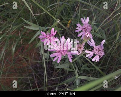 Othake (Palafoxia sphacelata Stock Photo - Alamy