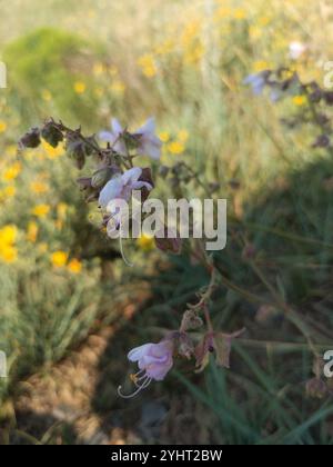 Narrowleaf Four o'Clock (Mirabilis linearis Stock Photo - Alamy