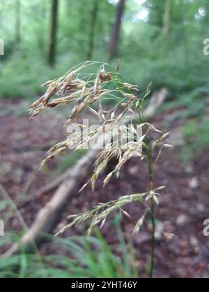 Wood Fescue (Festuca altissima Stock Photo - Alamy