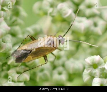 Common Nettle Flower Bug (Plagiognathus arbustorum Stock Photo - Alamy