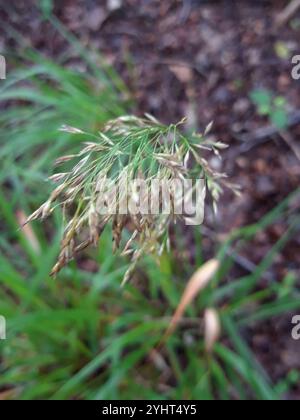 Wood Fescue (Festuca altissima Stock Photo - Alamy