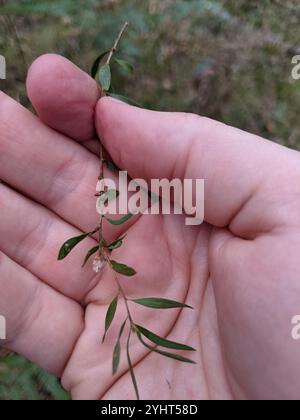 Paperbark Tea Tree (Gaudium trinervium Stock Photo - Alamy