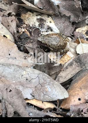 Rio Grande Chirping Frog (Eleutherodactylus campi Stock Photo - Alamy