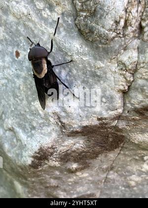 Western Black Horse Fly (Tabanus punctifer Stock Photo - Alamy