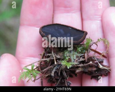 corona cup (Plectania melastoma Stock Photo - Alamy