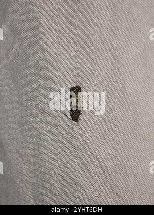 Eye-spotted Bud Moth (Spilonota ocellana Stock Photo - Alamy