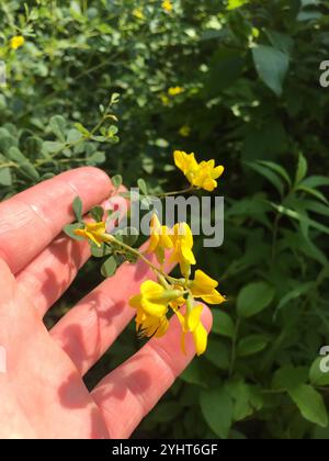 eastern wild indigo (Baptisia tinctoria), Plantae, North Carolina, US ...