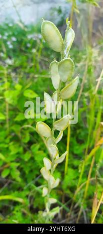 Roman Shields (Fibigia clypeata Stock Photo - Alamy