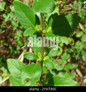 Georgia calamint (Clinopodium carolinianum Stock Photo - Alamy
