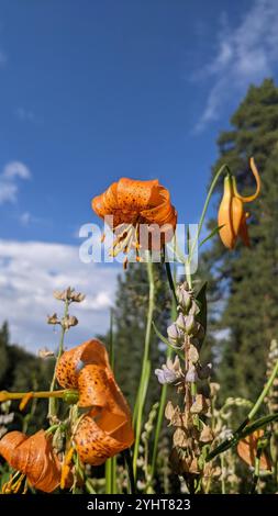 shasta lily (Lilium pardalinum shastense) Plantae Stock Photo - Alamy