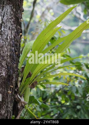Elkhorn fern (Microsorum punctatum Stock Photo - Alamy