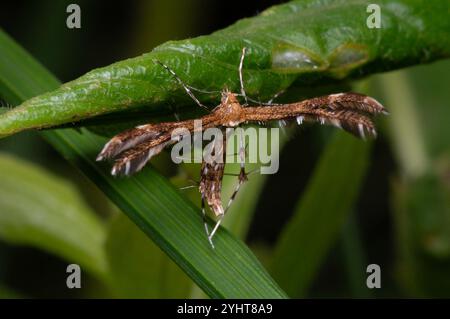 Lobed Plume Moth (Dejongia lobidactylus Stock Photo - Alamy