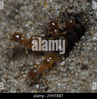 Shaded Fuzzy Ant (Lasius aphidicola Stock Photo - Alamy