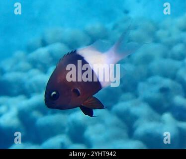 Red Sea Half-and-half Chromis (Pycnochromis dimidiatus Stock Photo - Alamy