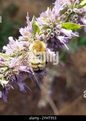 Perplexing Bumble Bee (Bombus perplexus Stock Photo - Alamy