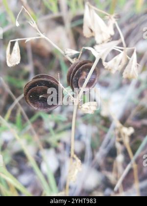 button medick (Medicago orbicularis Stock Photo - Alamy
