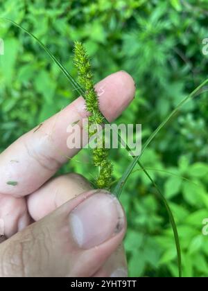 Yellow-fruited Sedge (Carex annectens) Plantae Stock Photo - Alamy