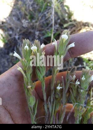 Hairy Indian Paintbrush (Castilleja tenuis Stock Photo - Alamy
