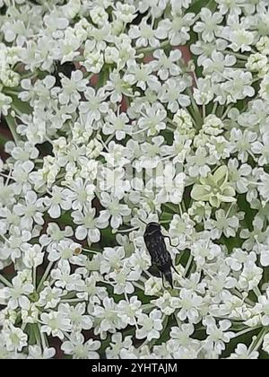 Tumbling Ragdoll (Mordella marginata Stock Photo - Alamy