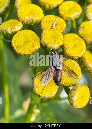 Red Spotted Parasite Fly (Eriothrix rufomaculata Stock Photo - Alamy