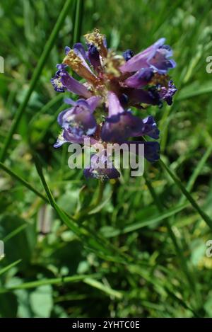Sierra Beardtongue (Penstemon heterodoxus heterodoxus Stock Photo - Alamy