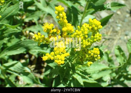 west coast Canada goldenrod (Solidago elongata Stock Photo - Alamy