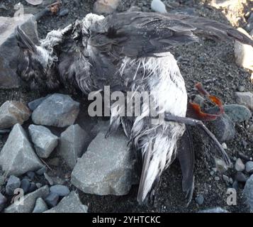 Common diving-petrel, Pelecanoides urinatrix urinatrix) swimming at sea ...