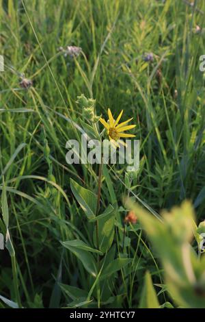 prairie rosinweed (Silphium integrifolium Stock Photo - Alamy