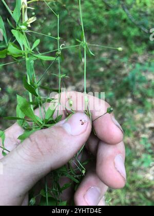 nodding chickweed (Cerastium nutans Stock Photo - Alamy