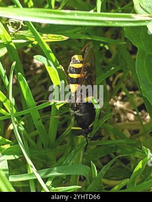 Banded General (Stratiomys potamida Stock Photo - Alamy