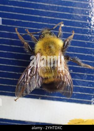 Perplexing Bumble Bee (Bombus perplexus Stock Photo - Alamy