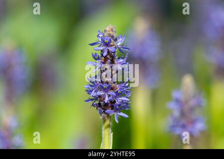 Close up of flowers on a pickerel weed (pontederia cordata) plant Stock ...
