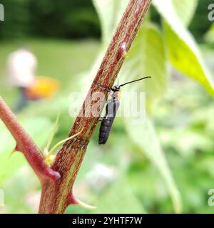 Raspberry Cane Borer (Oberea affinis Stock Photo - Alamy