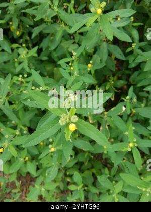 Cuban jute (Sida rhombifolia Stock Photo - Alamy