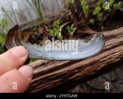 Western Floater (Anodonta kennerlyi Stock Photo - Alamy