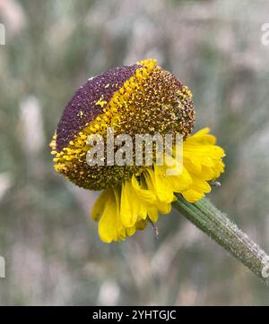 Rosilla (Helenium puberulum Stock Photo - Alamy