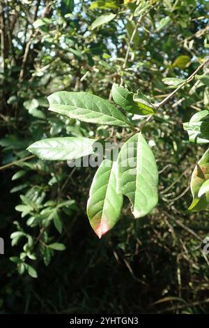 Combretum kraussii Combretum kraussii Stock Photo - Alamy