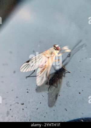 Small Fleck-winged Snipefly (Rhagio lineola Stock Photo - Alamy