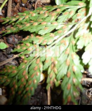 hen and chickens fern (Asplenium gracillimum Stock Photo - Alamy